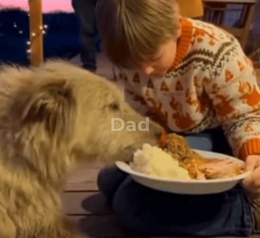 The Thanksgiving Plate a Boy Left for a Wounded Stray—and the Moment ...