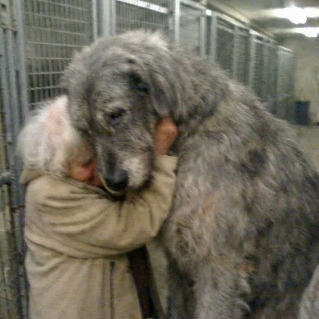 The Dog on the Rug Who Made a Town Choose Kindness or Comfort - Story ...